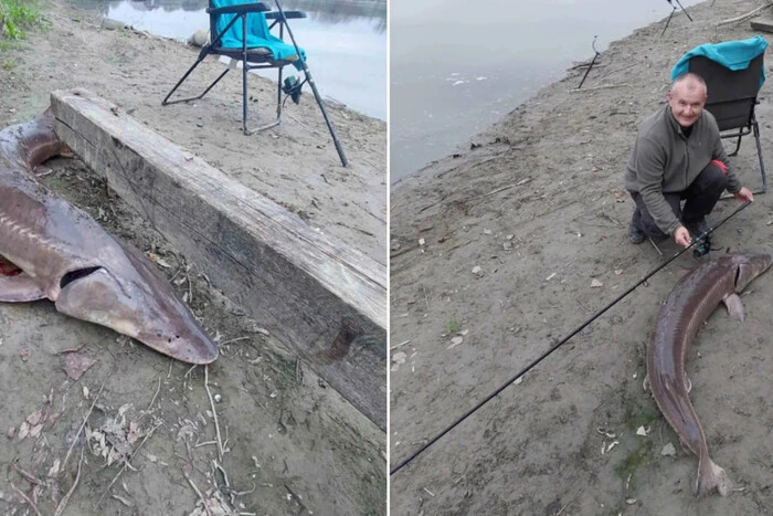 A Rare Sturgeon Caught in Croatia: The Fish Was Considered Extinct in ...