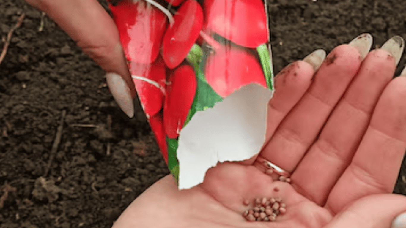 Four Essential Guidelines for Selecting High-Germination Vegetable ...