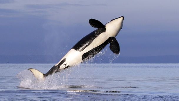 Gibraltar orcas speak a new language: discovery by marine biologists