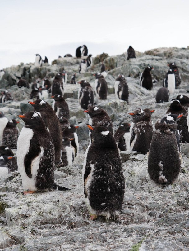 Penguin Molting Season Near Vernadsky Station: Why the Coast is Covered ...