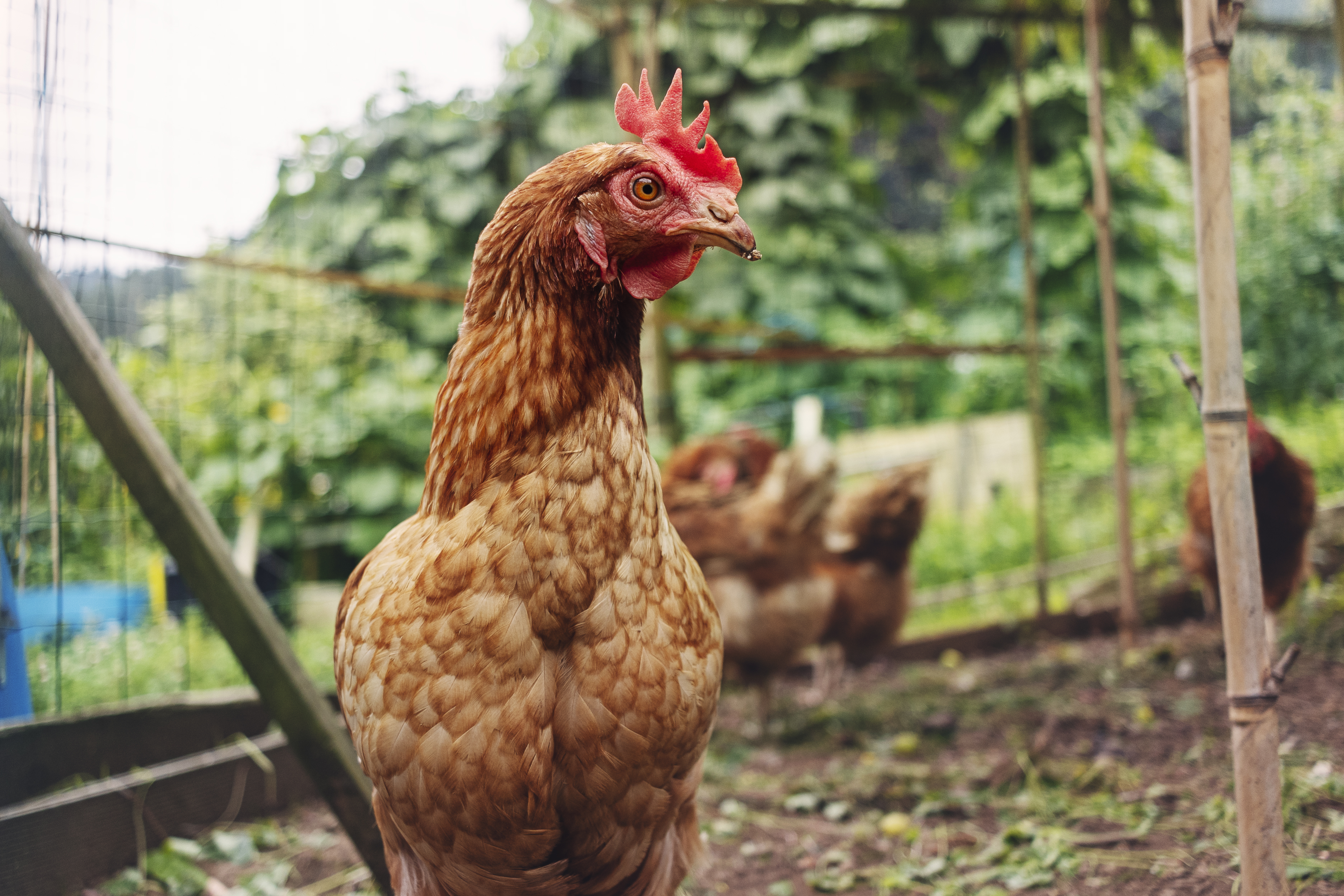The Nonsense Phrase Captivating Gen Alpha: Unpacking 'Chicken Banana ...