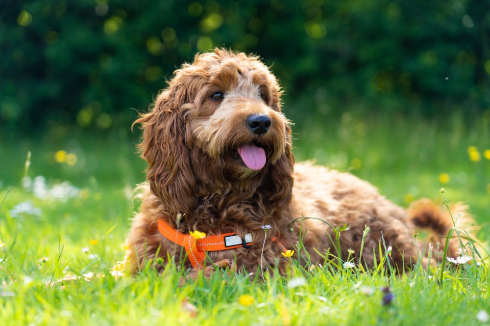 Veterinarian on psychotherapy for animals: how to help pets - all the ...