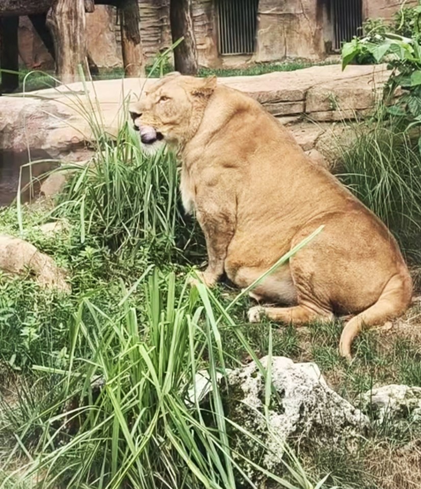 In a Chinese zoo, a lioness with obesity was explained by age: why the ...
